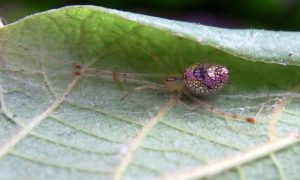Do Purple Spiders Exists? 10 Purple Spiders You Need To Know ...