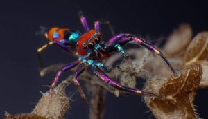 Do Purple Spiders Exists? 10 Purple Spiders You Need To Know ...