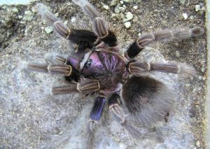 Do Purple Spiders Exists? 10 Purple Spiders You Need To Know ...