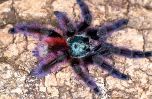 Do Purple Spiders Exists? 10 Purple Spiders You Need To Know ...