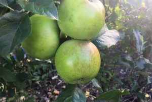 21 Types of Green Apples: How To Identify Them (Names & Pictures ...