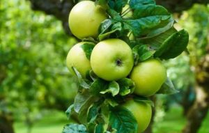 21 Types of Green Apples: How To Identify Them (Names & Pictures ...