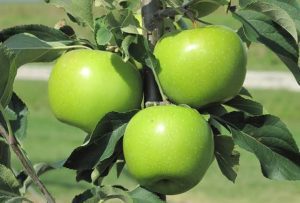21 Types of Green Apples: How To Identify Them (Names & Pictures ...