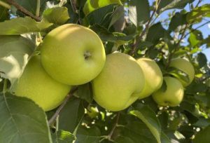 21 Types of Green Apples: How To Identify Them (Names & Pictures ...