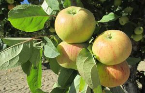 21 Types of Green Apples: How To Identify Them (Names & Pictures ...