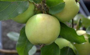 21 Types of Green Apples: How To Identify Them (Names & Pictures ...