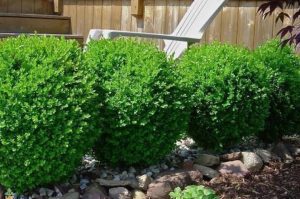 24 Types of Boxwood Shrubs- (Identification, With Pictures ...