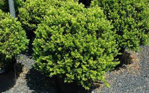 24 Types of Boxwood Shrubs- (Identification, With Pictures ...