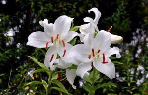 16 Types of White Lilies (Name & Pictures) — Identification Guide ...