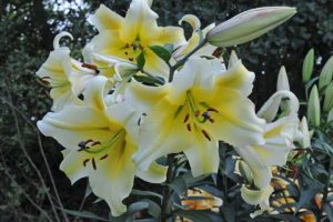 16 Types of White Lilies (Name & Pictures) — Identification Guide ...