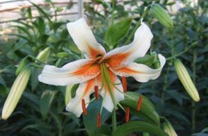 16 Types of White Lilies (Name & Pictures) — Identification Guide ...