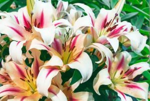 16 Types of White Lilies (Name & Pictures) — Identification Guide ...