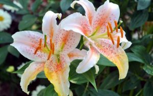 16 Types of White Lilies (Name & Pictures) — Identification Guide ...
