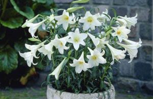 16 Types of White Lilies (Name & Pictures) — Identification Guide ...