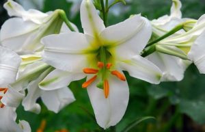 16 Types of White Lilies (Name & Pictures) — Identification Guide ...