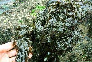 21 Types of Sea Vegetables — List of Edible Seaweeds