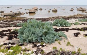 21 Types of Sea Vegetables — List of Edible Seaweeds - Mississippi Greens