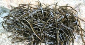 21 Types of Sea Vegetables — List of Edible Seaweeds - Mississippi Greens