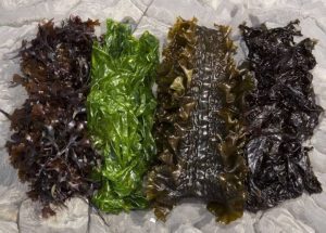 21 Types of Sea Vegetables — List of Edible Seaweeds - Mississippi Greens
