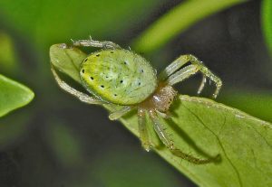 15 Common Types of Green Spiders (Pictures & Names) - Mississippi Greens