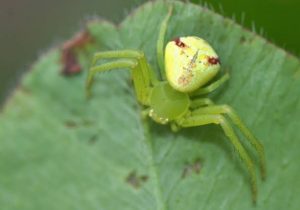15 Common Types of Green Spiders (Pictures & Names) - Mississippi Greens