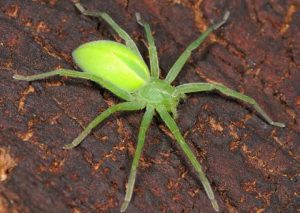 15 Common Types of Green Spiders (Pictures & Names) - Mississippi Greens