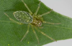 15 Common Types of Green Spiders (Pictures & Names) - Mississippi Greens