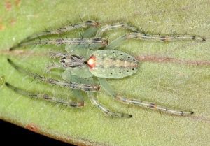 15 Common Types of Green Spiders (Pictures & Names) - Mississippi Greens