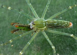 15 Common Types of Green Spiders (Pictures & Names) - Mississippi Greens