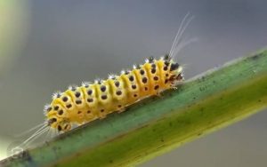 21 Yellow Caterpillar Types: How To Identify Them (Name & Pictures ...
