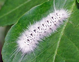 21 Types of White Caterpillars (Including Fuzzy) – Names, Pictures and ...