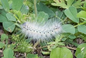 21 Types of White Caterpillars (Including Fuzzy) – Names, Pictures and ...