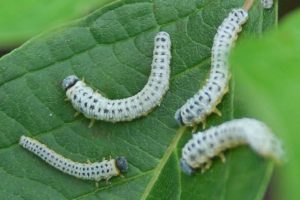 21 Types of White Caterpillars (Including Fuzzy) – Names, Pictures and ...