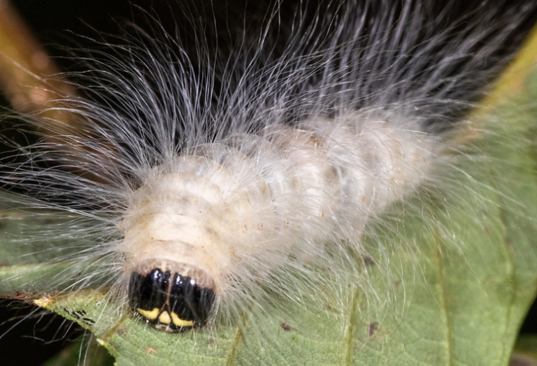 21 Types of White Caterpillars (Including Fuzzy) – Names, Pictures and ...