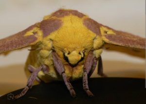 18 Fuzzy, Fluffy or Furry Moth Species With Pictures & Scientific Names ...