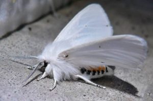 18 Fuzzy, Fluffy or Furry Moth Species With Pictures & Scientific Names ...