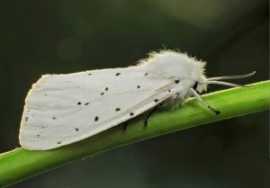 18 Fuzzy, Fluffy or Furry Moth Species With Pictures & Scientific Names ...