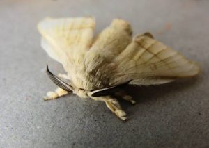 18 Fuzzy, Fluffy or Furry Moth Species With Pictures & Scientific Names ...