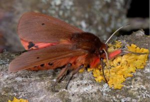 18 Fuzzy, Fluffy or Furry Moth Species With Pictures & Scientific Names ...