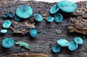 14 Types of Green Mushrooms (With Pictures)- Identification Guide ...