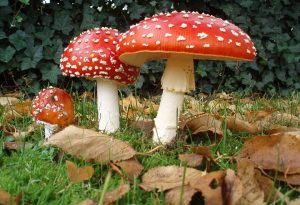 20 Types of Red Mushrooms (With Pictures) – Identification Guide ...