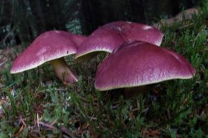 20 Types of Red Mushrooms (With Pictures) – Identification Guide ...
