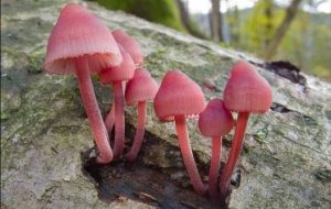 20 Types of Red Mushrooms (With Pictures) – Identification Guide -Your ...