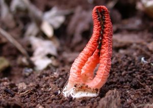 20 Types of Red Mushrooms (With Pictures) – Identification Guide ...
