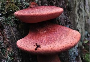 20 Types of Red Mushrooms (With Pictures) – Identification Guide ...