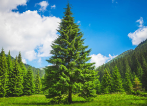 12 Types of Softwood Trees (Identification Guide) - Mississippi Greens