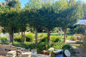 12 Types of Softwood Trees (Identification Guide) - Mississippi Greens