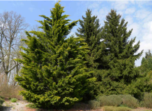 12 Types of Softwood Trees (Identification Guide) - Mississippi Greens