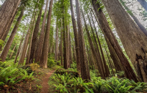 12 Types of Softwood Trees (Identification Guide) - Mississippi Greens