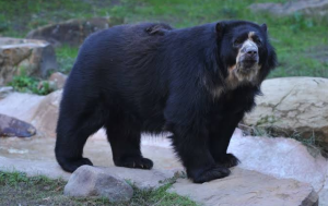 8 Major Types of Bears (Including Subspecies & Pictures) - Mississippi ...